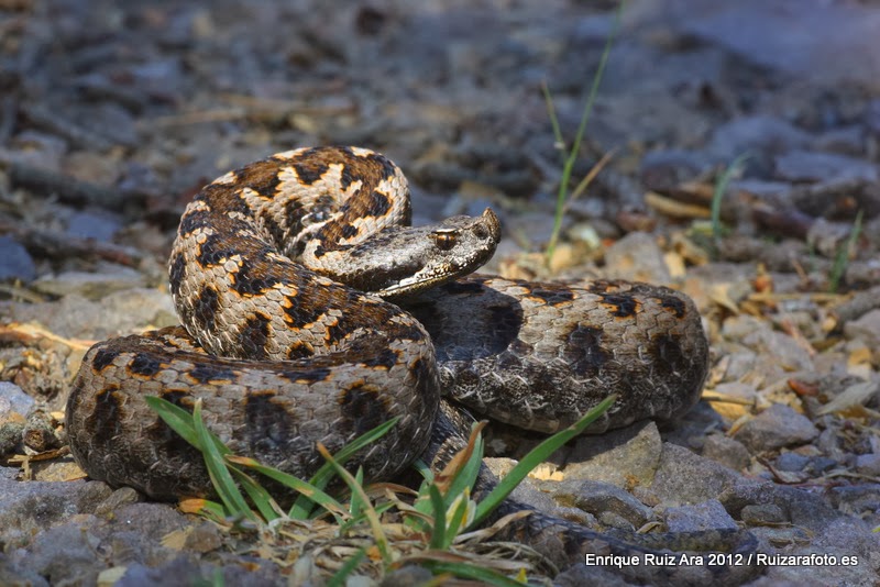 Two Snakes : Víbora hocicuda.