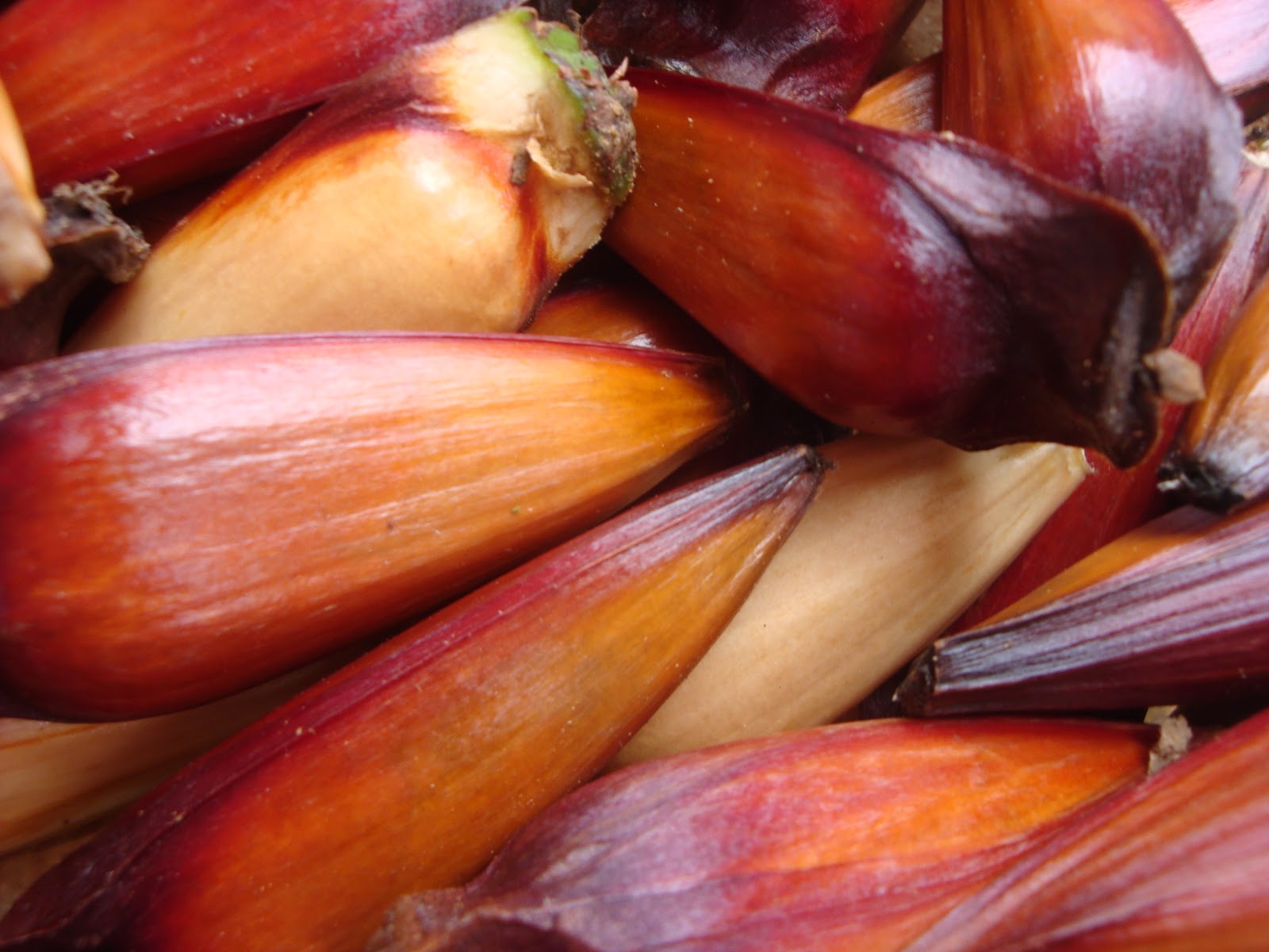 Pinheiral de Baixo - Palmeira - PR: O Pinhão