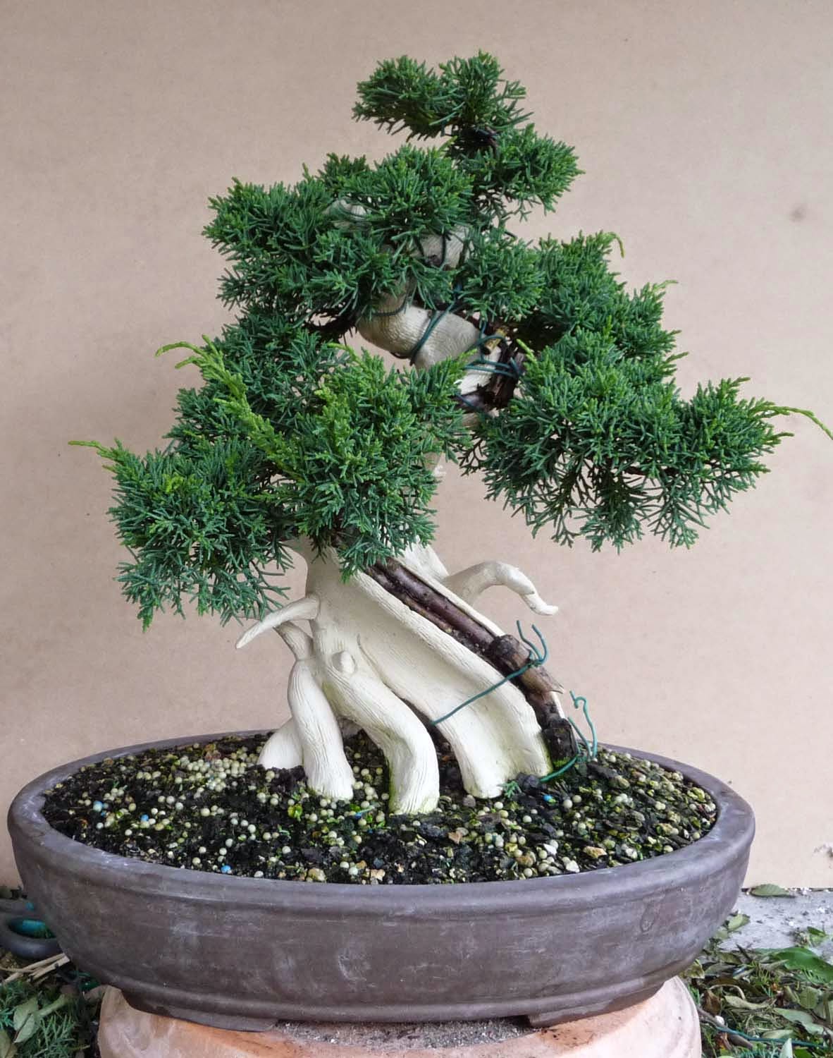 Stephen Cullum's Bonsai & Pottery: Post 183 Tanuki No 4 update