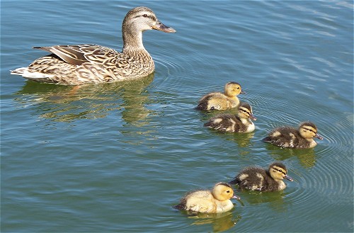 My Duck Collection: Mallard Ducks