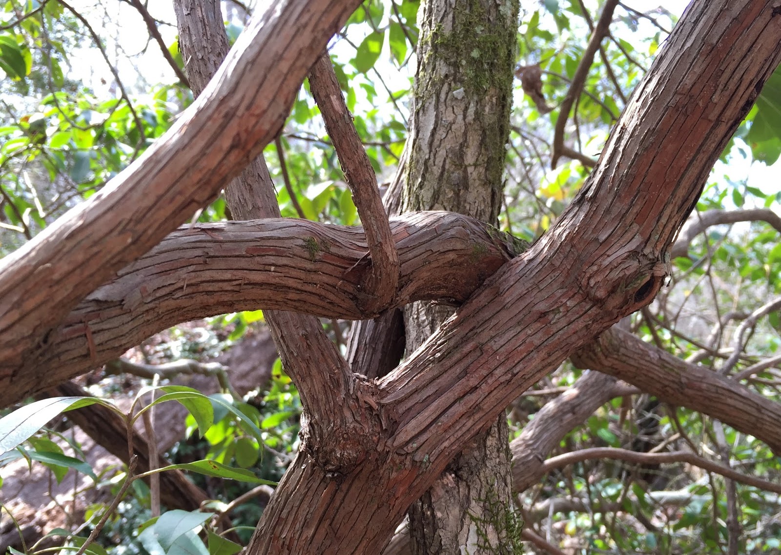 Middlewood Journal: Riverbank: Dog Hobble, Dwarf-Flowered Heartleaf ...