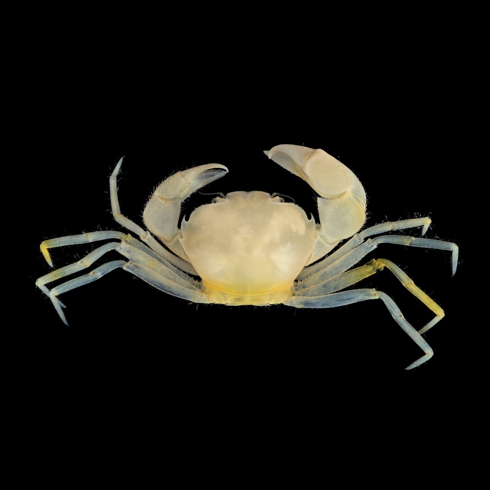 Species New to Science: [Crustacea • 2017] Harryplax severus • A New ...