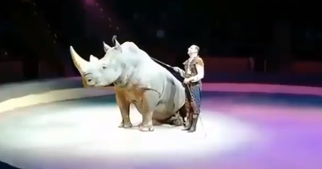 White Wolf : Endangered White Rhino Forced To Perform In Russian Circus