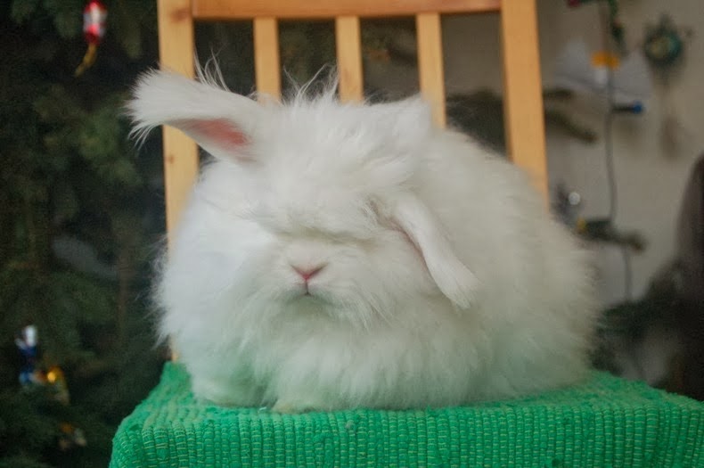 8 Gambar Arnab Jenis Angora Berbulu Tebal