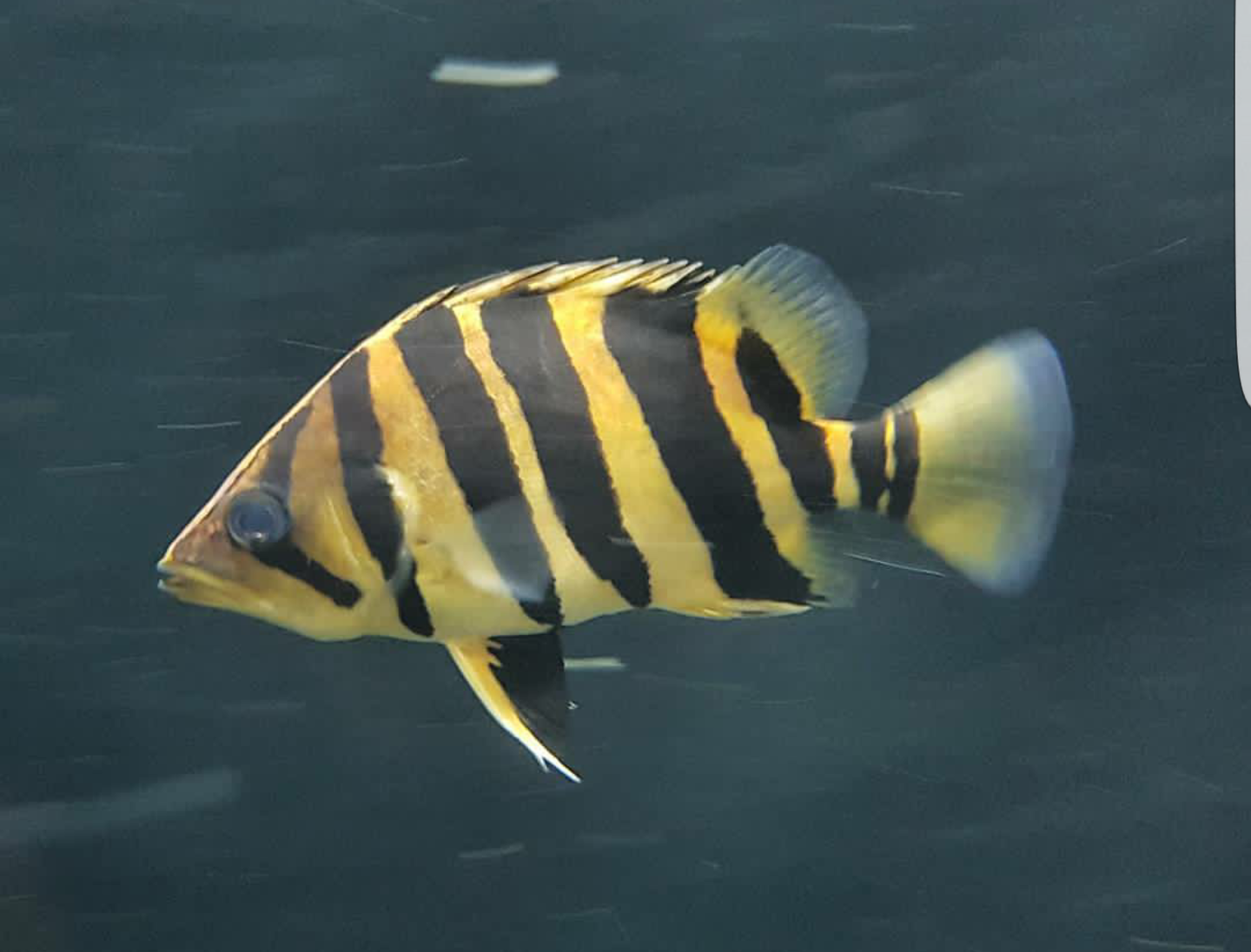 6 Ikan Predator Air Tawar Tipe Tengah Yang Populer - Nakama Aquatics