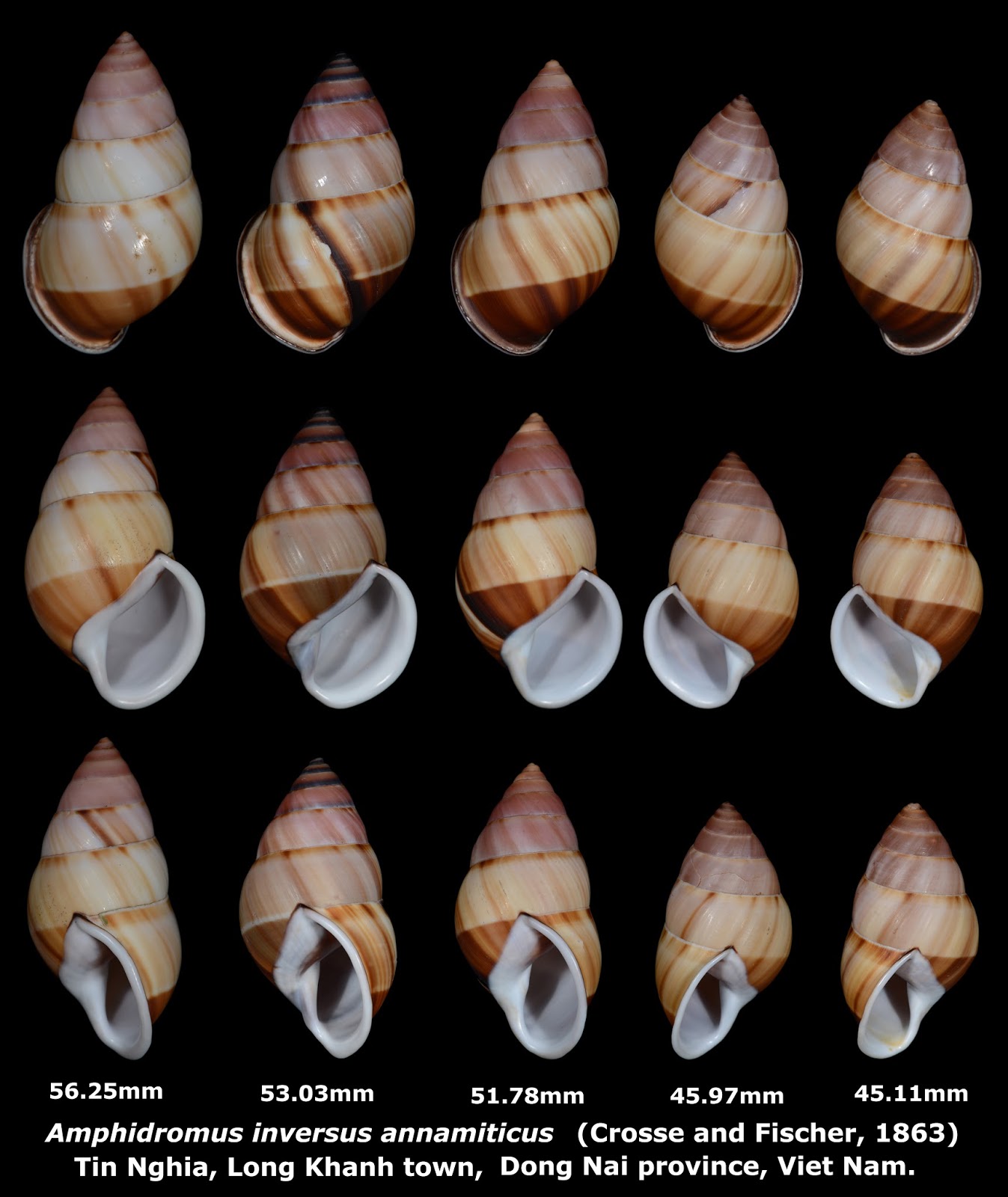 Dr. Lee's Gallery Museum: Amphidromus inversus annamiticus 45.11 to 56 ...