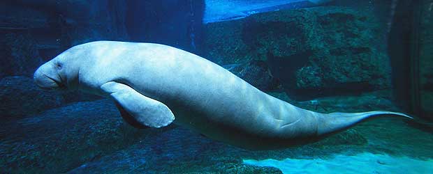 MANATÍ CARIBEÑO: "EL PESCADO GRANDE DEL MAR"