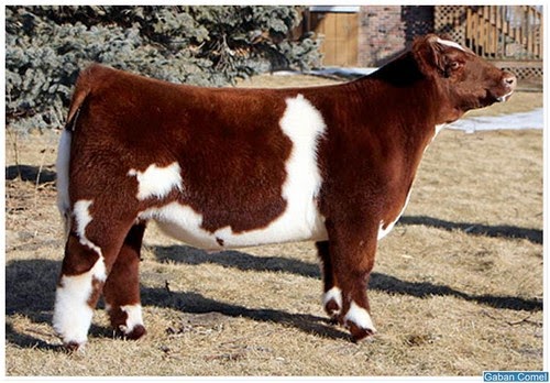 Lembu Pelik Ini Mempunyai Bulu Paling Lembu dan Gebu Sekali Didunia ...