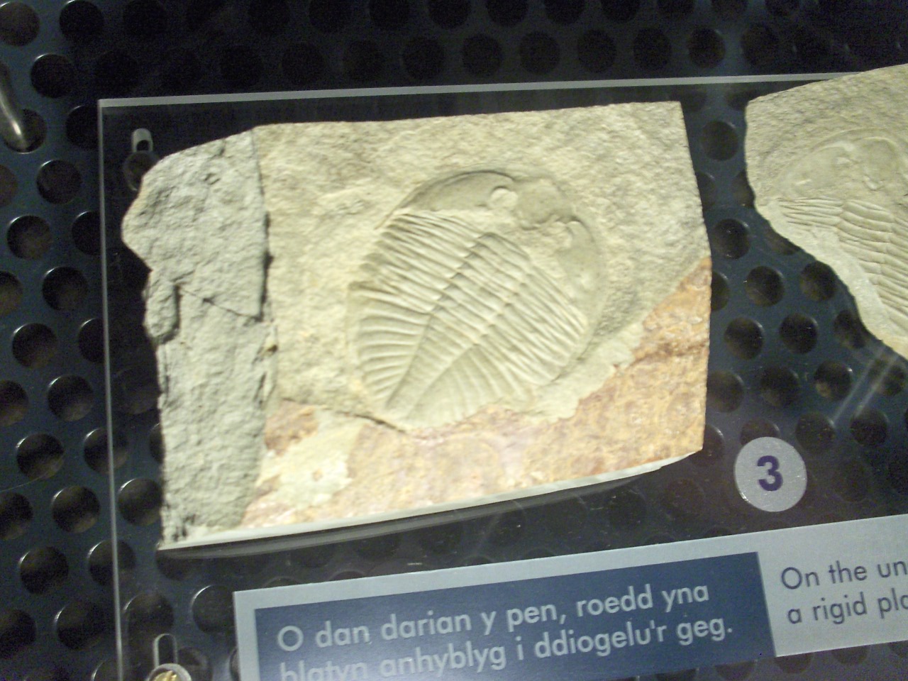 Teenager Break: The National Museum of Cardiff