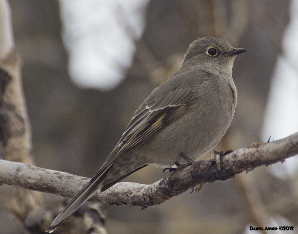 Birding Is Fun!: The Birds of November