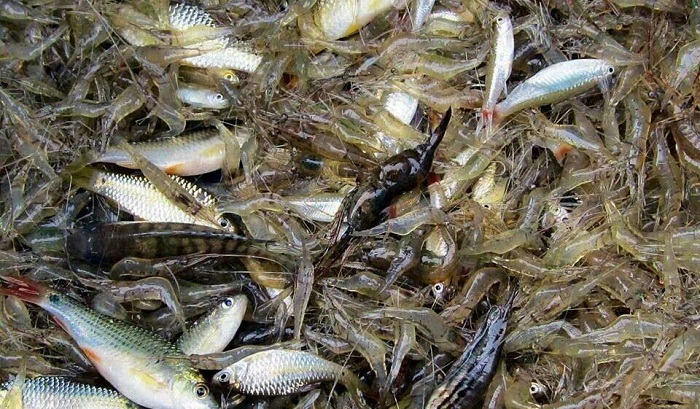 Our IT School: Presentation on Some common Freshwater fish sp. of ...