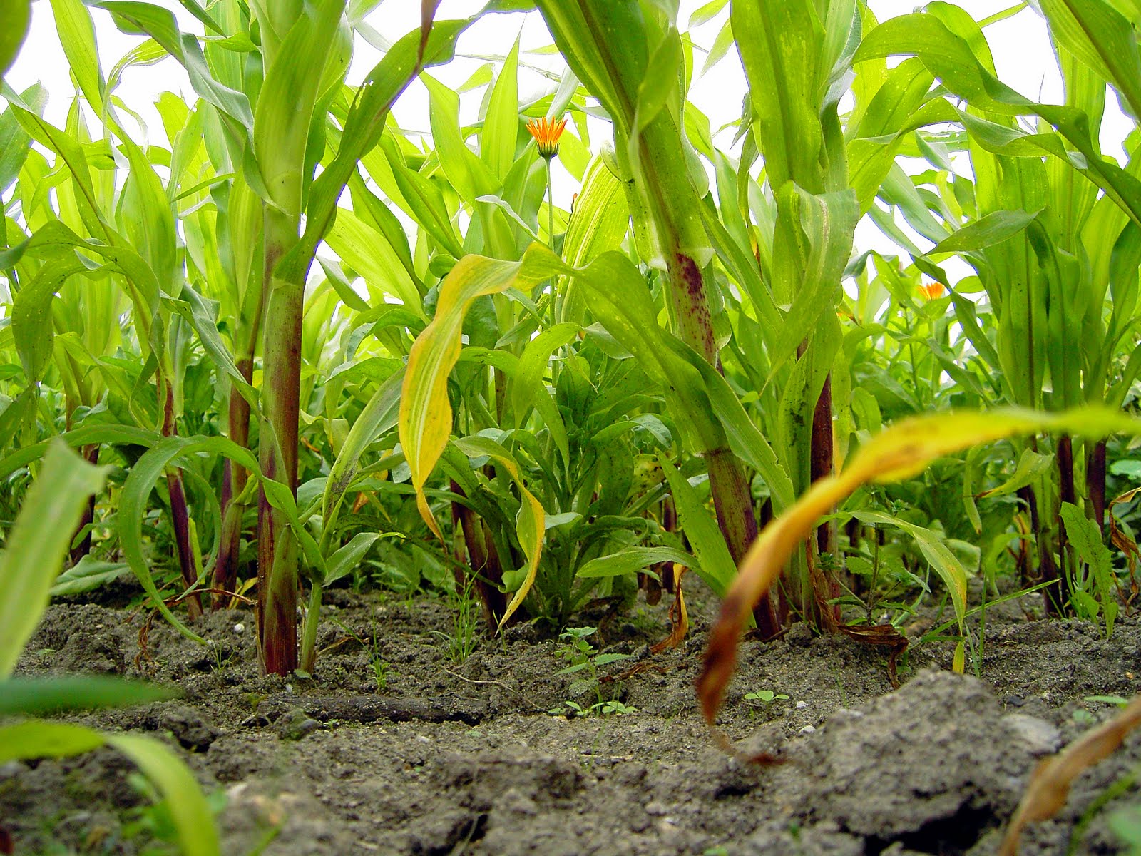 Top 22 Awesome,amazing And Beautiful Greenery Wallpapers In HD