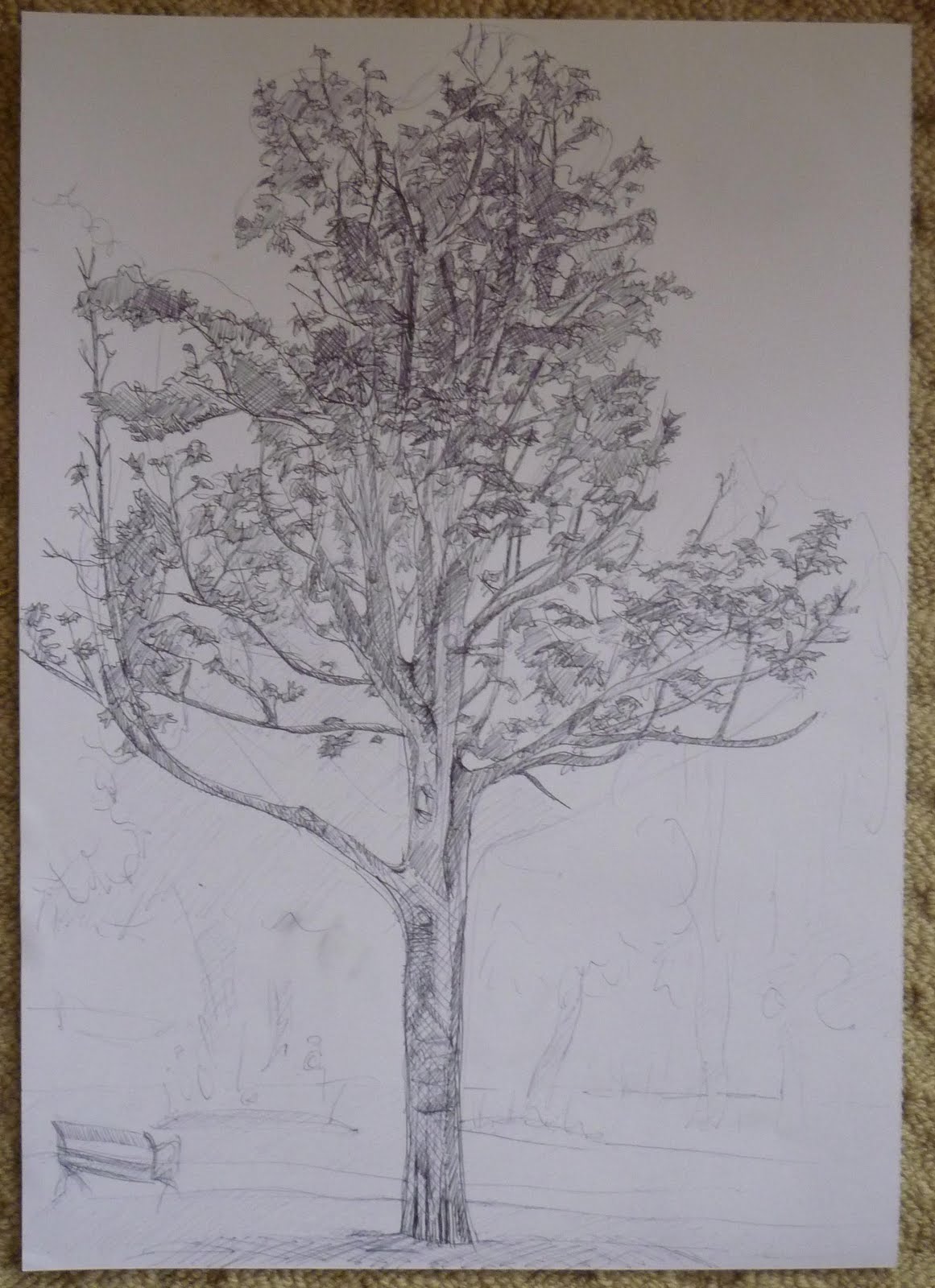 Fran Clark's OCA Logbook: Project: Drawing trees