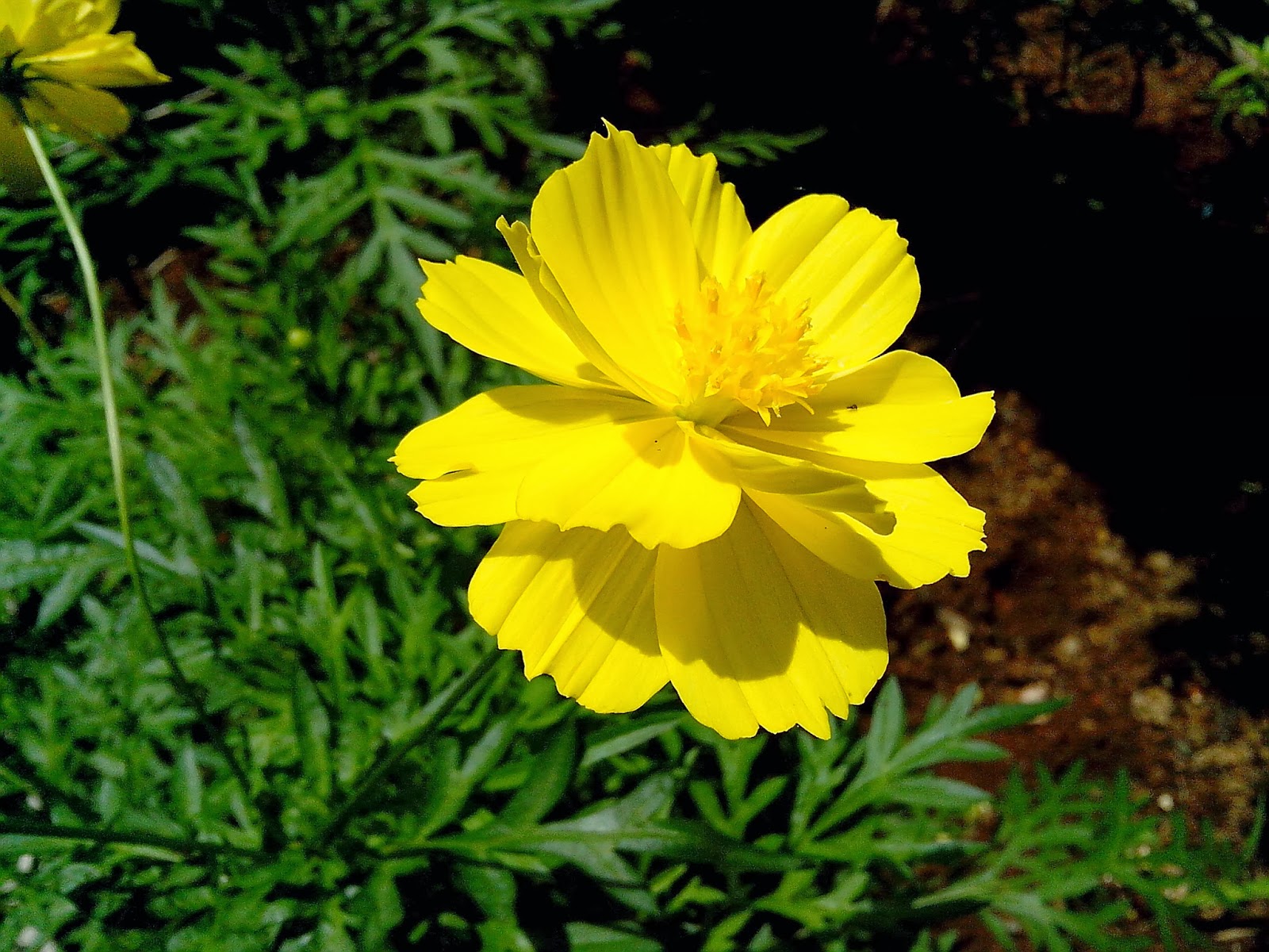 Endah Murniyati's Journey: KENIKIR KUNING - YELLOW COSMOS