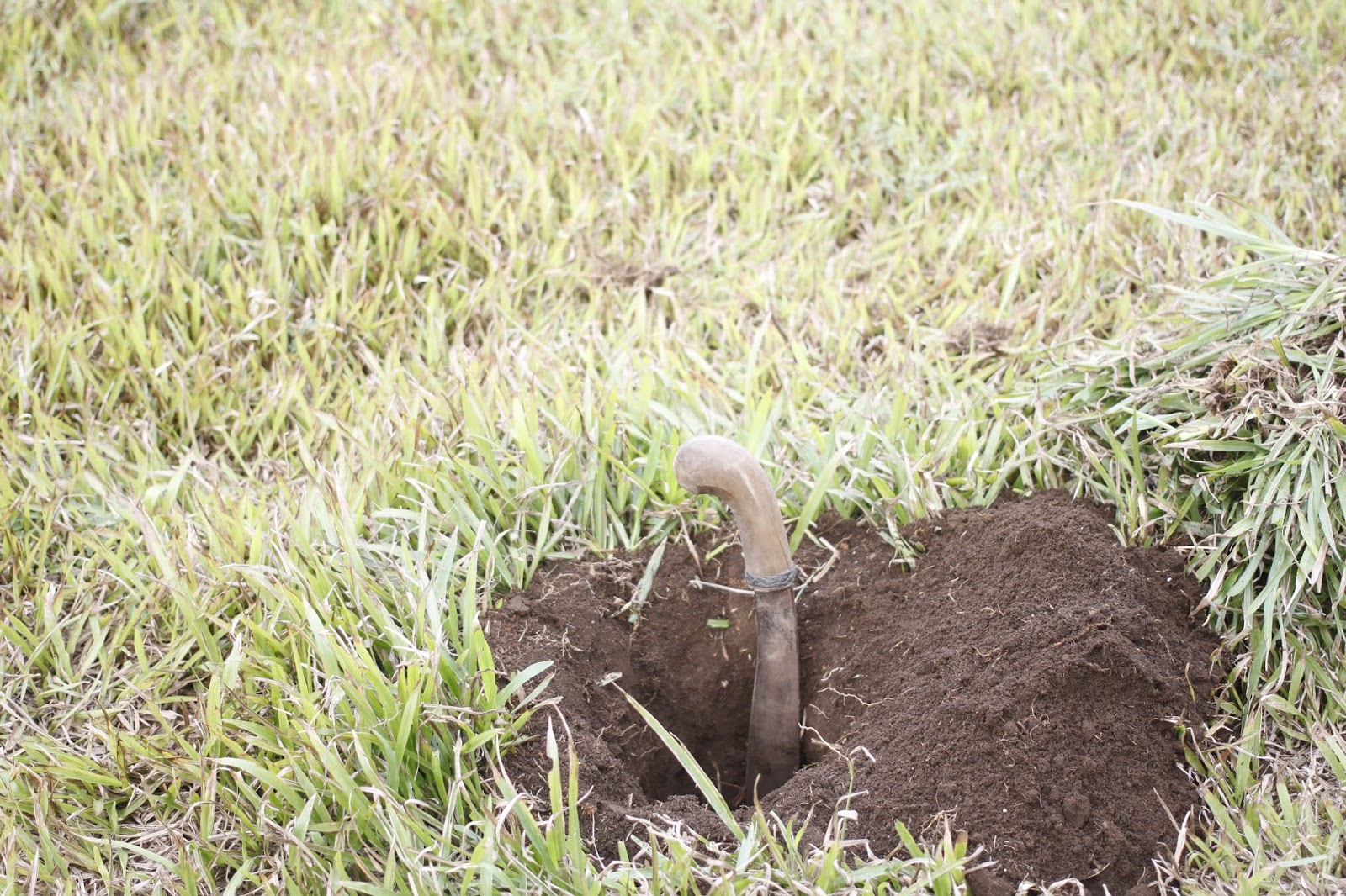 Evergreen Resources Tree Farm: Easy Steps In Planting Falcata Tree