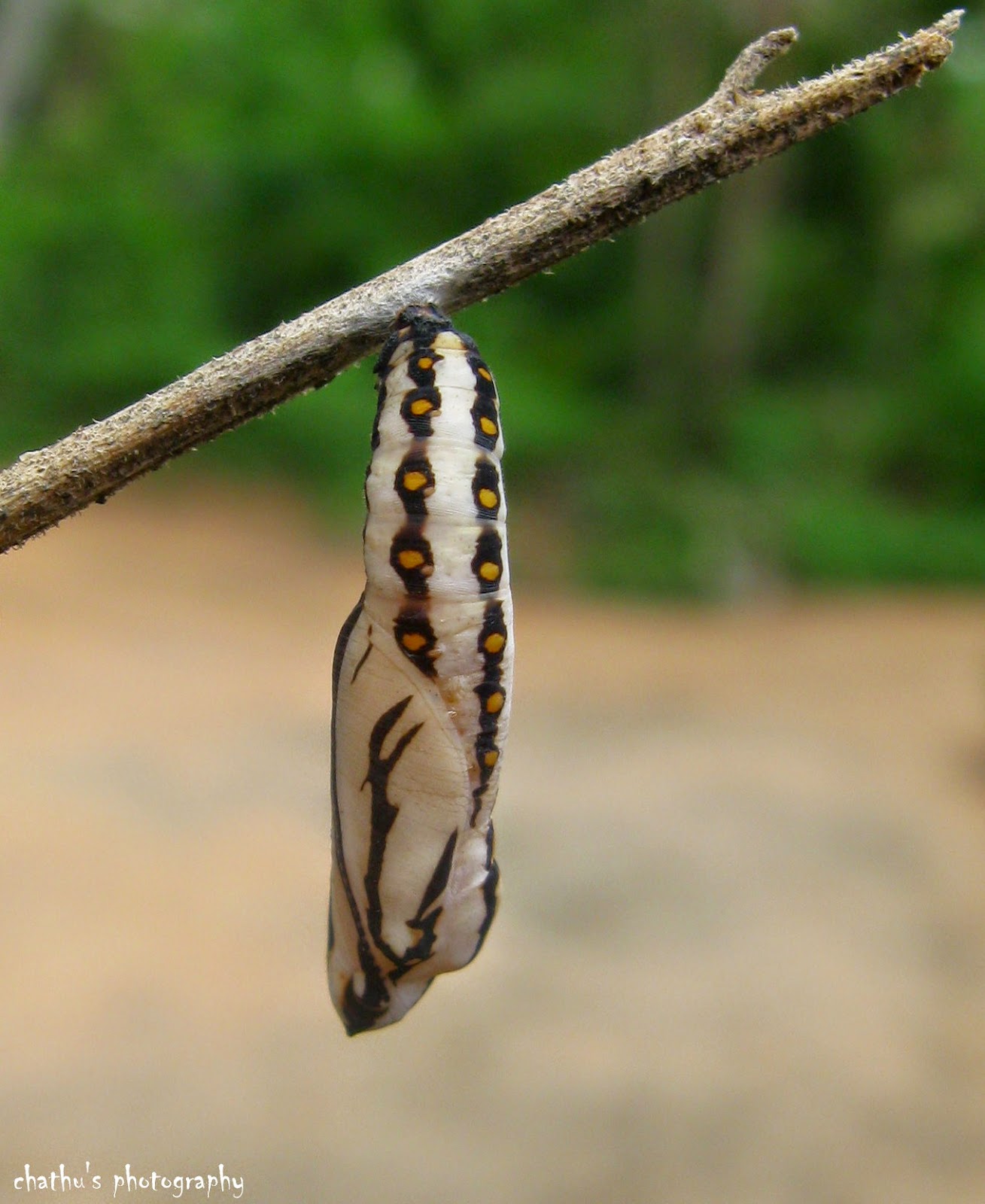Nature Of Srilanka: Tawny Coster (Acraea violae) - වියෝලා