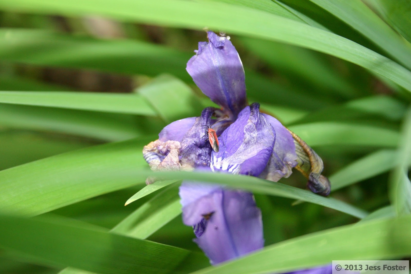 Sluggin' Along: Scarlet Plant Bug