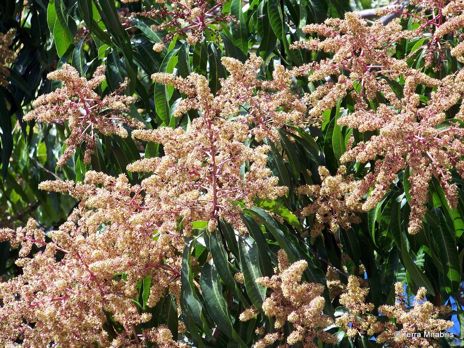 Terra Mirabilis: Oak and mango blossom
