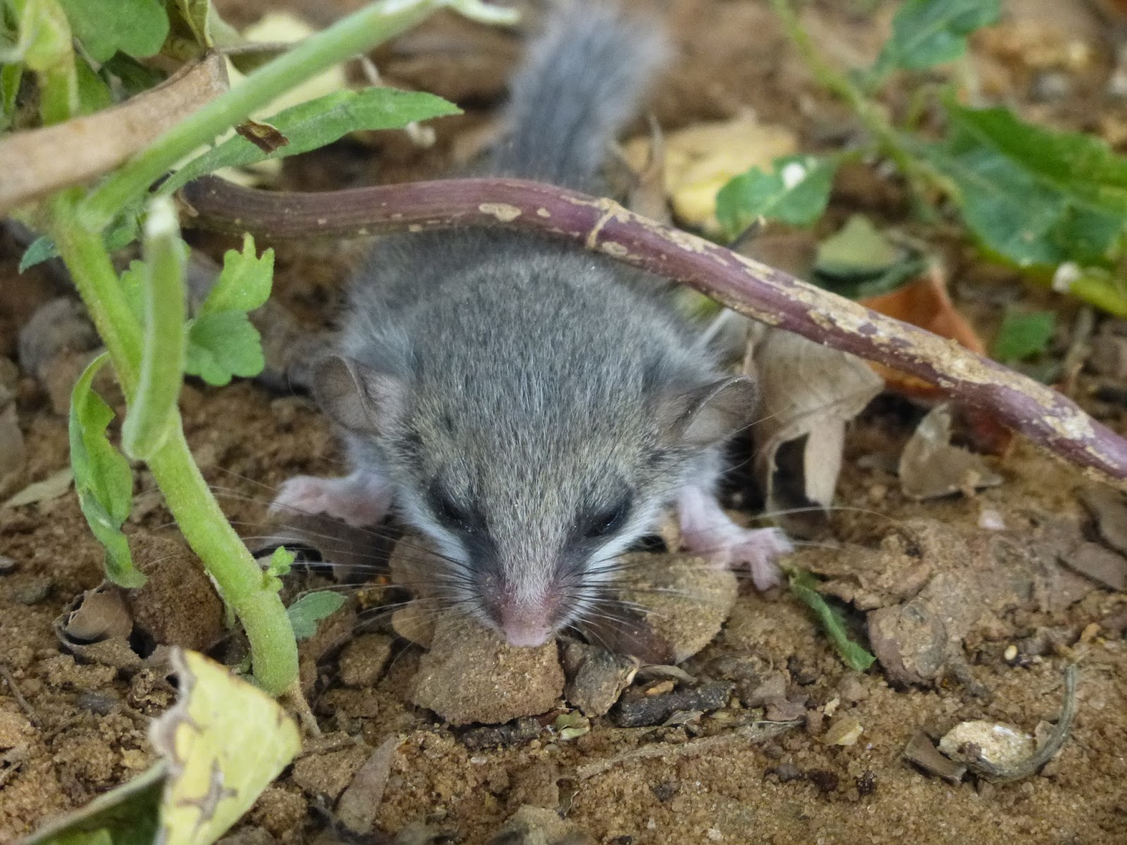 Espacio dedicado a la naturaleza: Lirón africano (Graphiurus microtis)