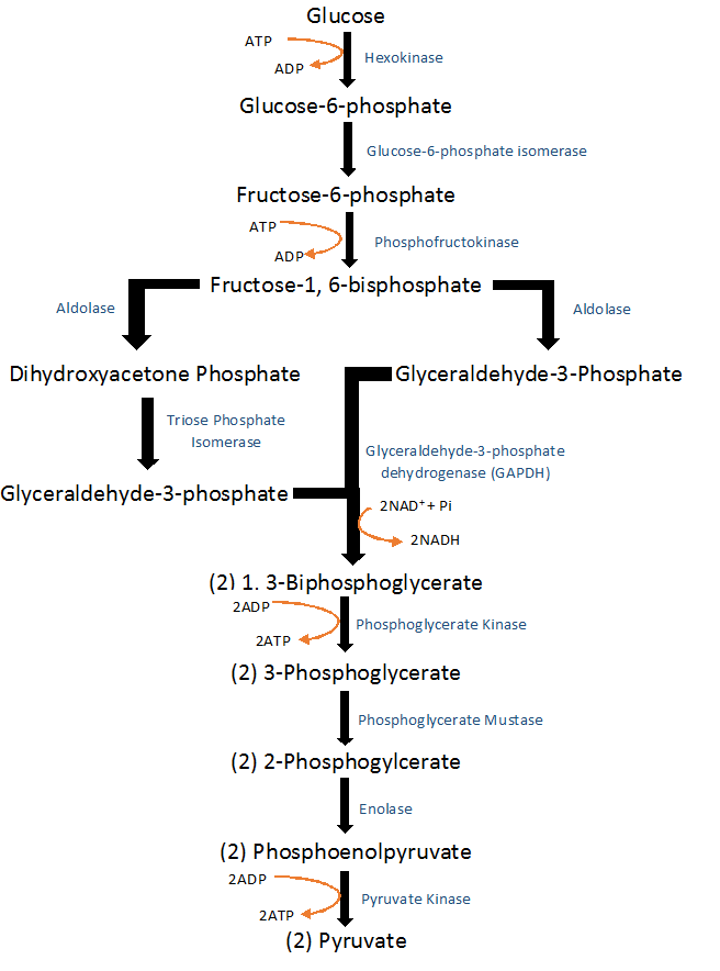 Glycolysis: Pathway, energetics, and regulation