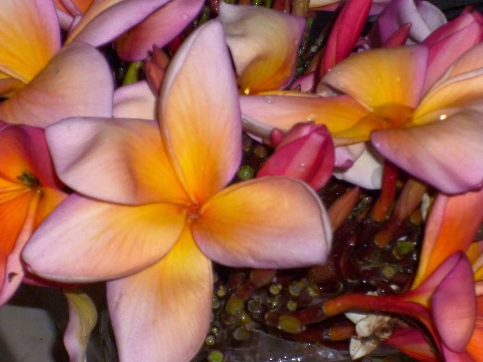 BLOGUE DA LUIZA VALIO : FLORES DAS MAIS CHEIROSAS