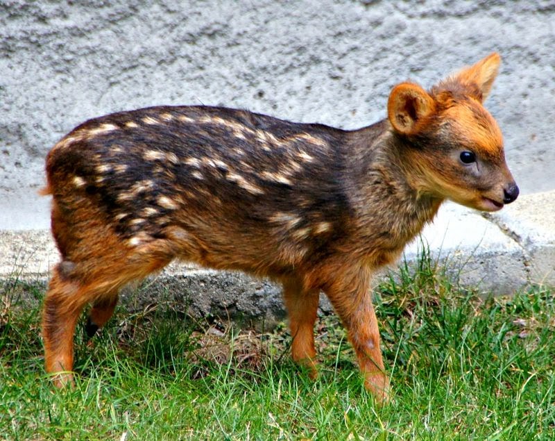 Pudu - Pets