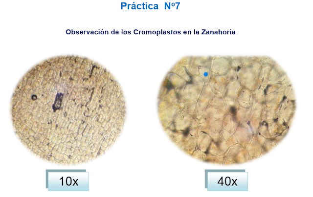 Laboratorio de ciencias naturales en casa, un blog para favorecer las ...