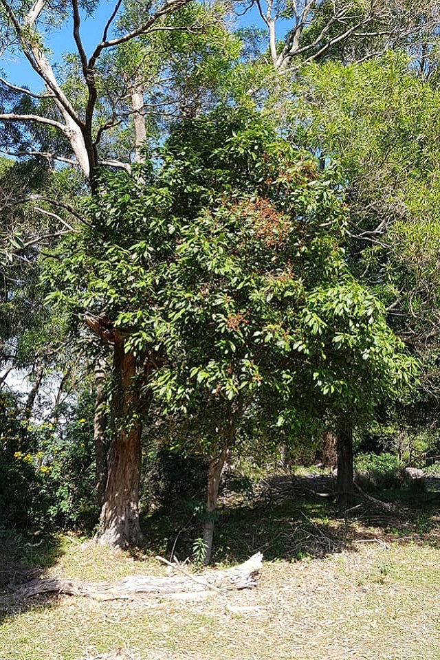 Try growing: Red Kamala (Mallotus philippensis) | Growing Illawarra Natives