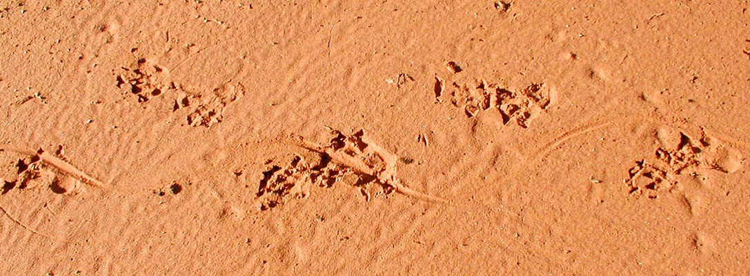 Days on the Claise: Goanna Tracks