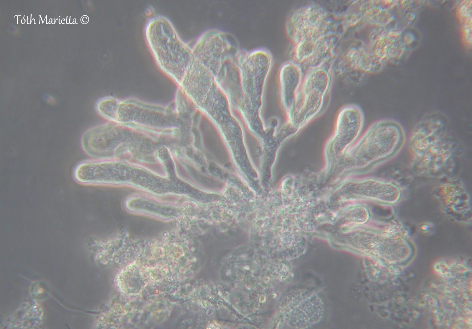 Természeti értékek lencsevégen: A szennyezett vizek lakói