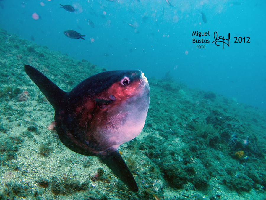 Naturaleza y Fotografía en Motril: Concentración de peces luna