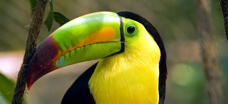 Colima: Recursos de Colima