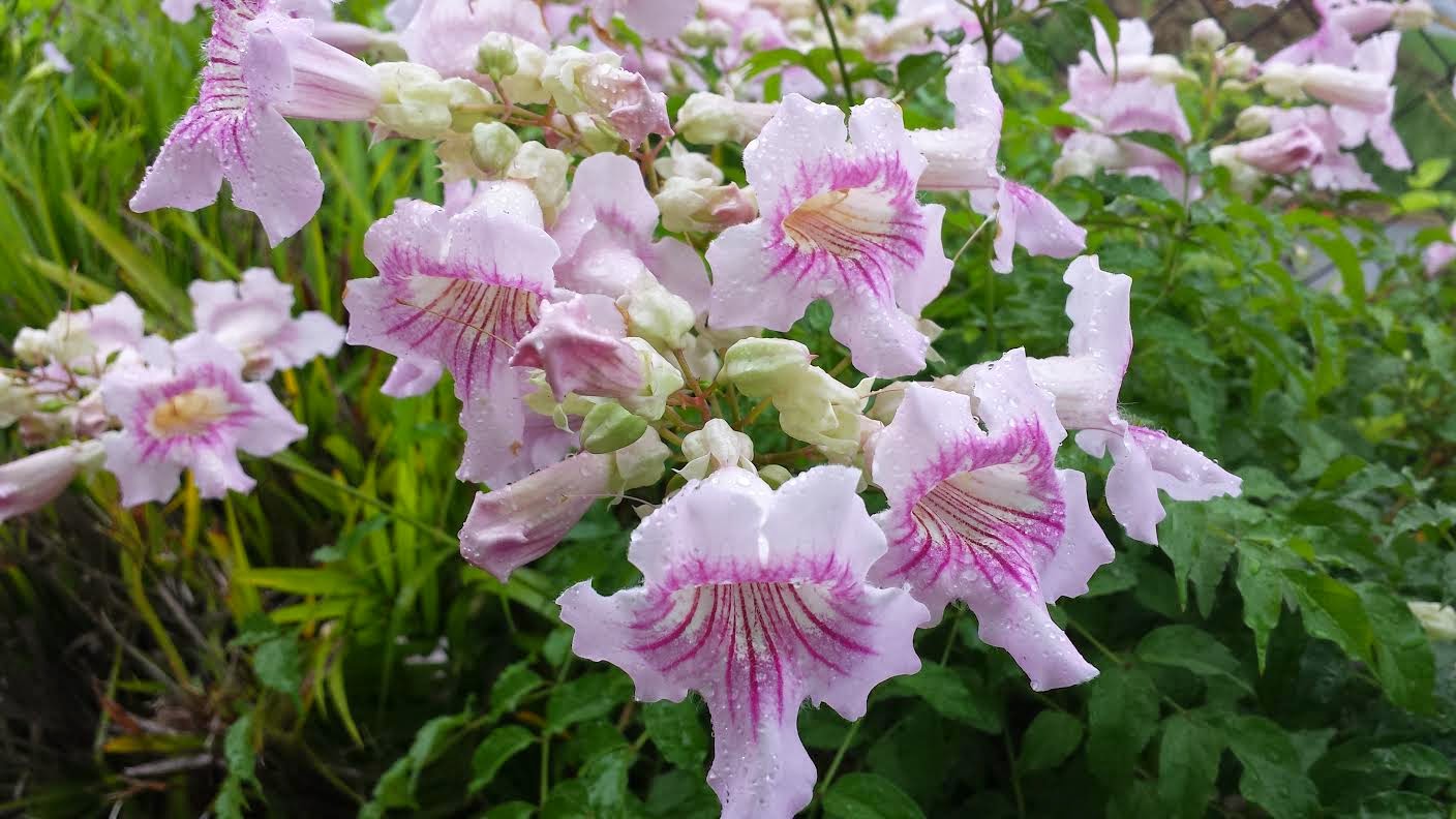 Flora de Puerto Rico Ilustrada Papo Vives: BIGNONIACEAE PODRANEA ...