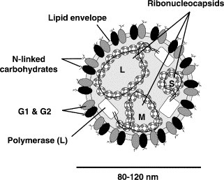 Infection Landscapes: Crimean–Congo Hemorrhagic Fever