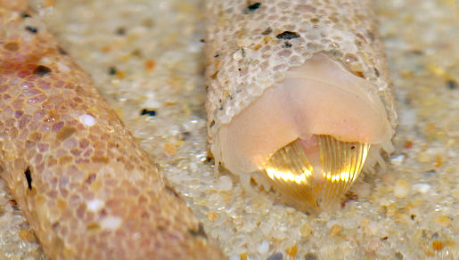 Real Monstrosities: Ice Cream Cone Worm