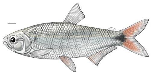 Artes de Pesca: VAMOS A PESCAR SABALETA