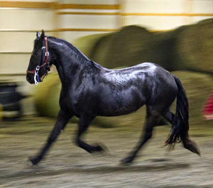 The Horsemeister Blog An Inch Of Rain the-horsemeister-blog-an-inch-of-rain
