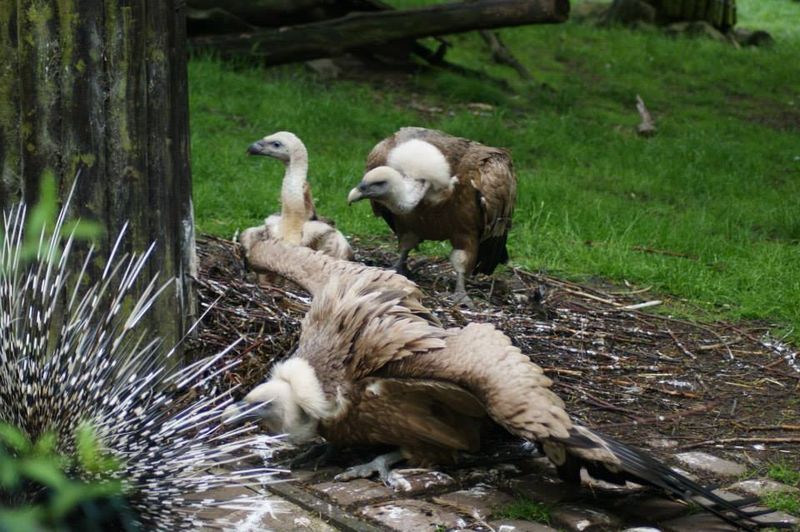 Faszination Geier: Duisburger Gänsegeierküken, 7 Wochen alt