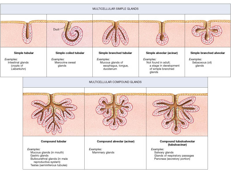 Grandular Epithelium | Epithelium