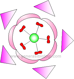 Baru 36+ Rumus Bunga Kamboja Merah