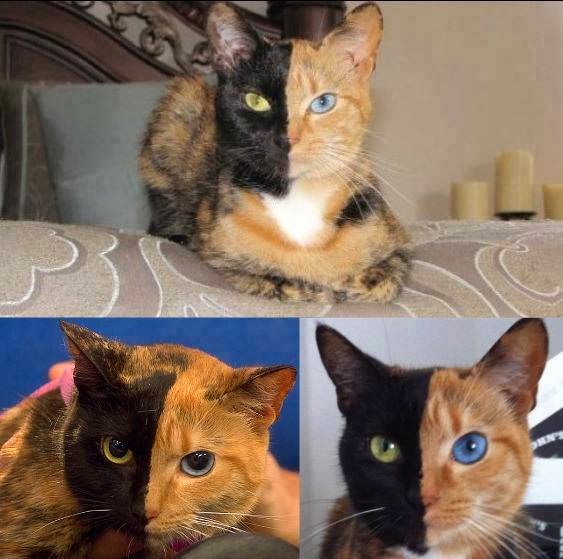 Venus Cat.. Amazing! ~ INFORMATION RooT