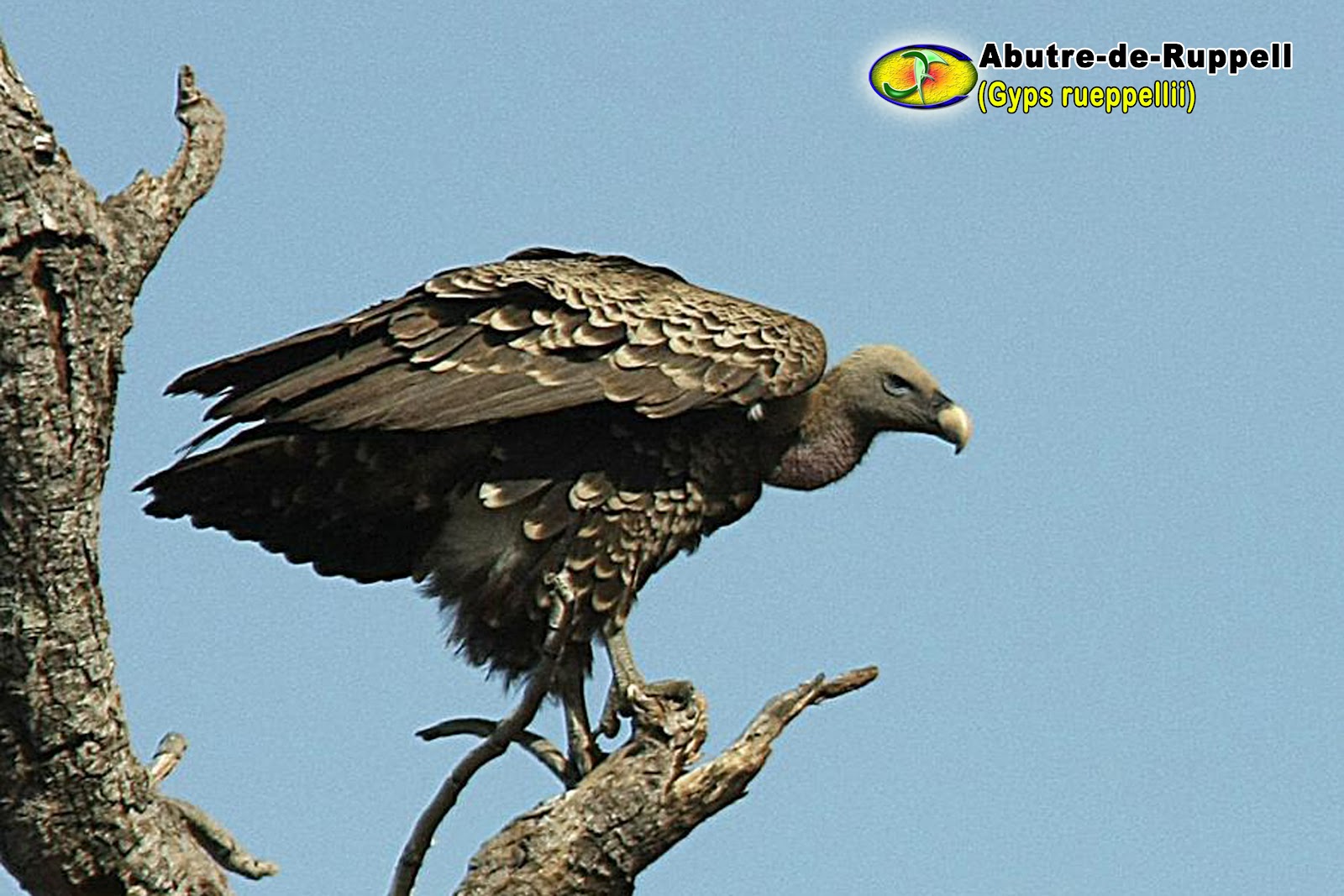 ORNITOLOGIA: Abutre-de-Ruppell (Gyps rueppellii)