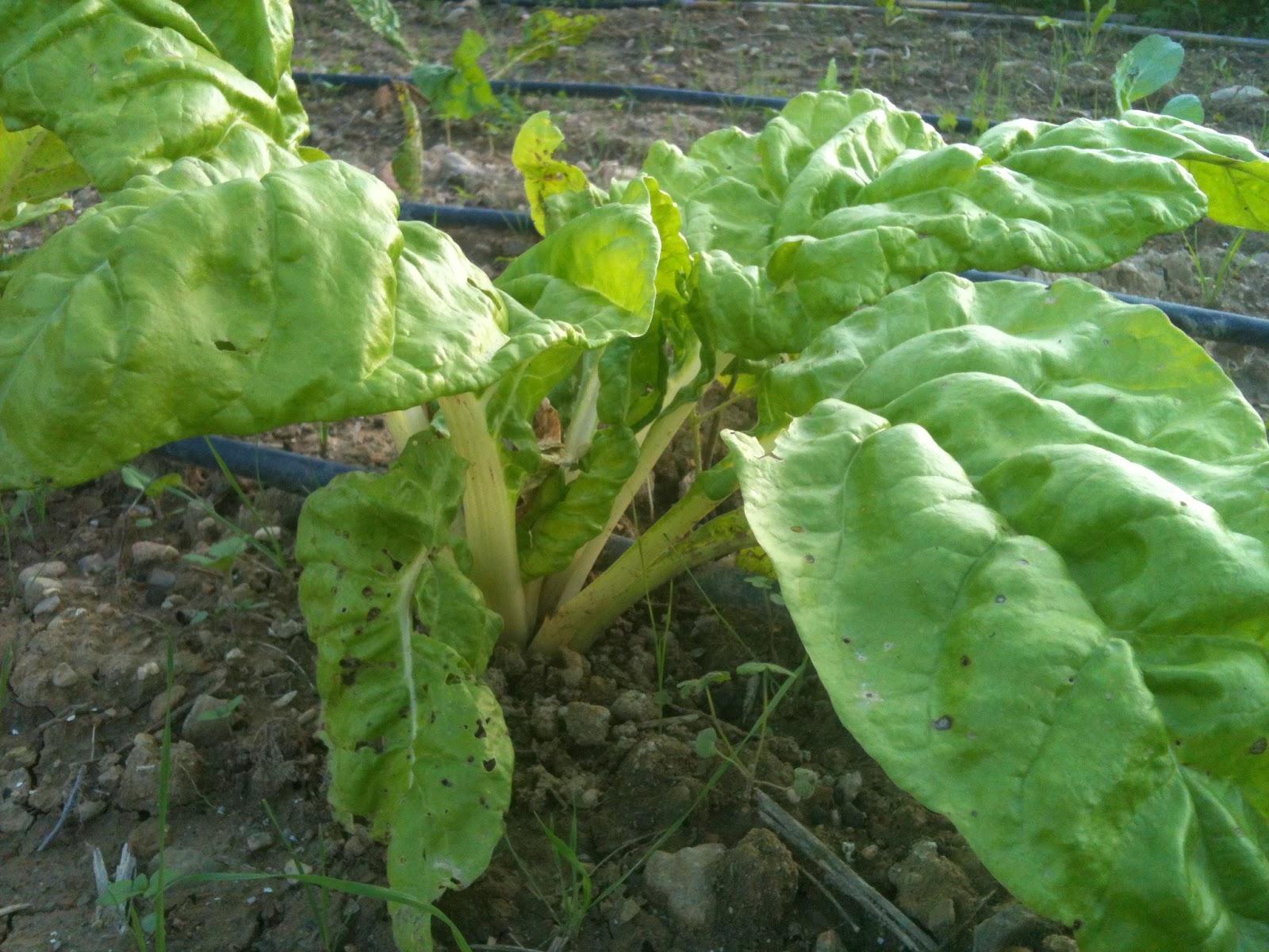 MÓN RURAL: BLEDES??? I COM LES CUINO?