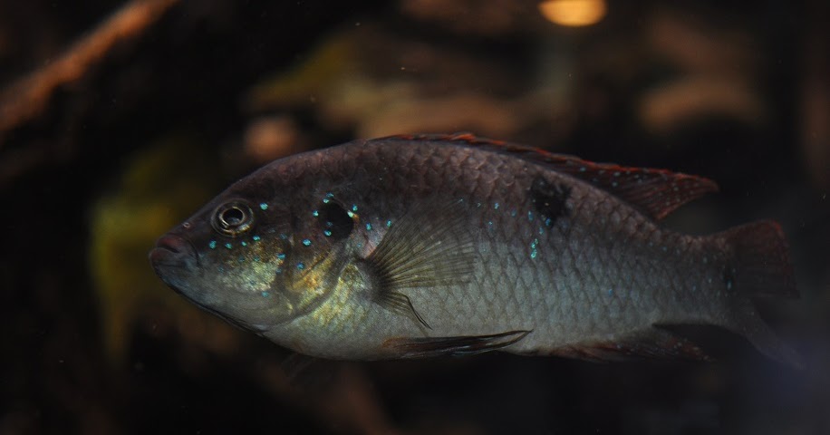 ZOOTOGRAFIANDO (6.096 ANIMALS): PEZ JOYA AFRICANO (Hemichromis letourneuxi)