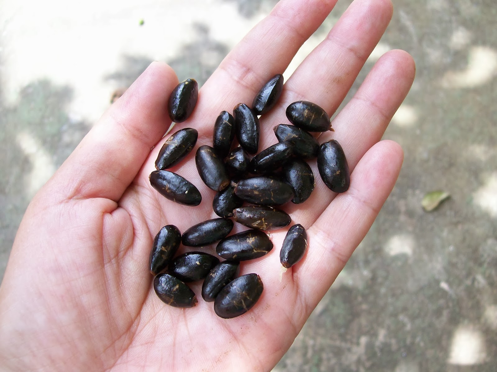 Uma semente por dia: Plantio de sementes de ata