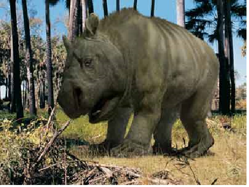 Late Pleistocene extinctions in Australia - human or fate?: A few ...