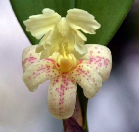 Flickingeria flabella (Rchb.f) V. Agustin & Azhar., comb. nov.