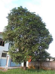 Ini Dia: BUDIDAYA TANAMAN MANGGA KUINI