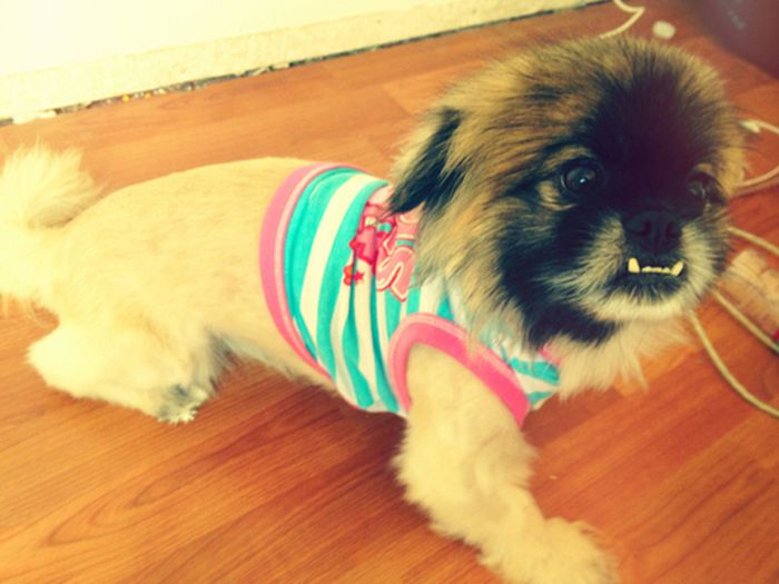 Perros bífios - Prognatísmo perruno. - Xorrada.com