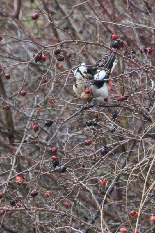 Păsări din Moldova: decembrie 2016
